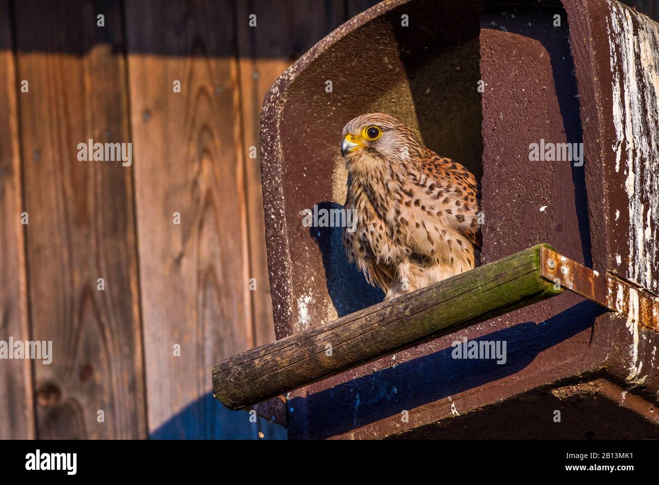 Female looking out hi-res stock photography and images - Alamy