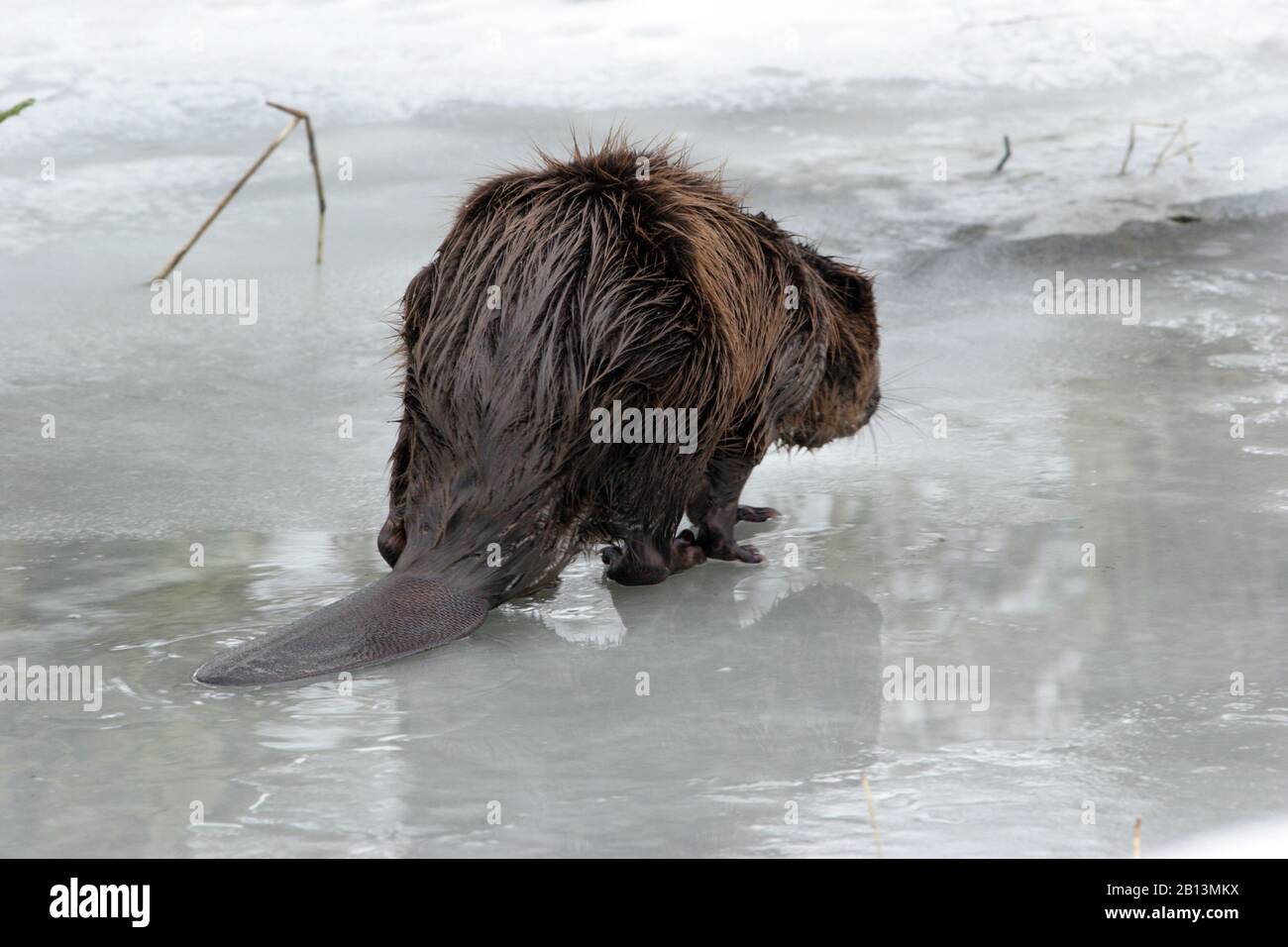 Eurasian beaver, European beaver (Castor fiber), on frozen lake ...