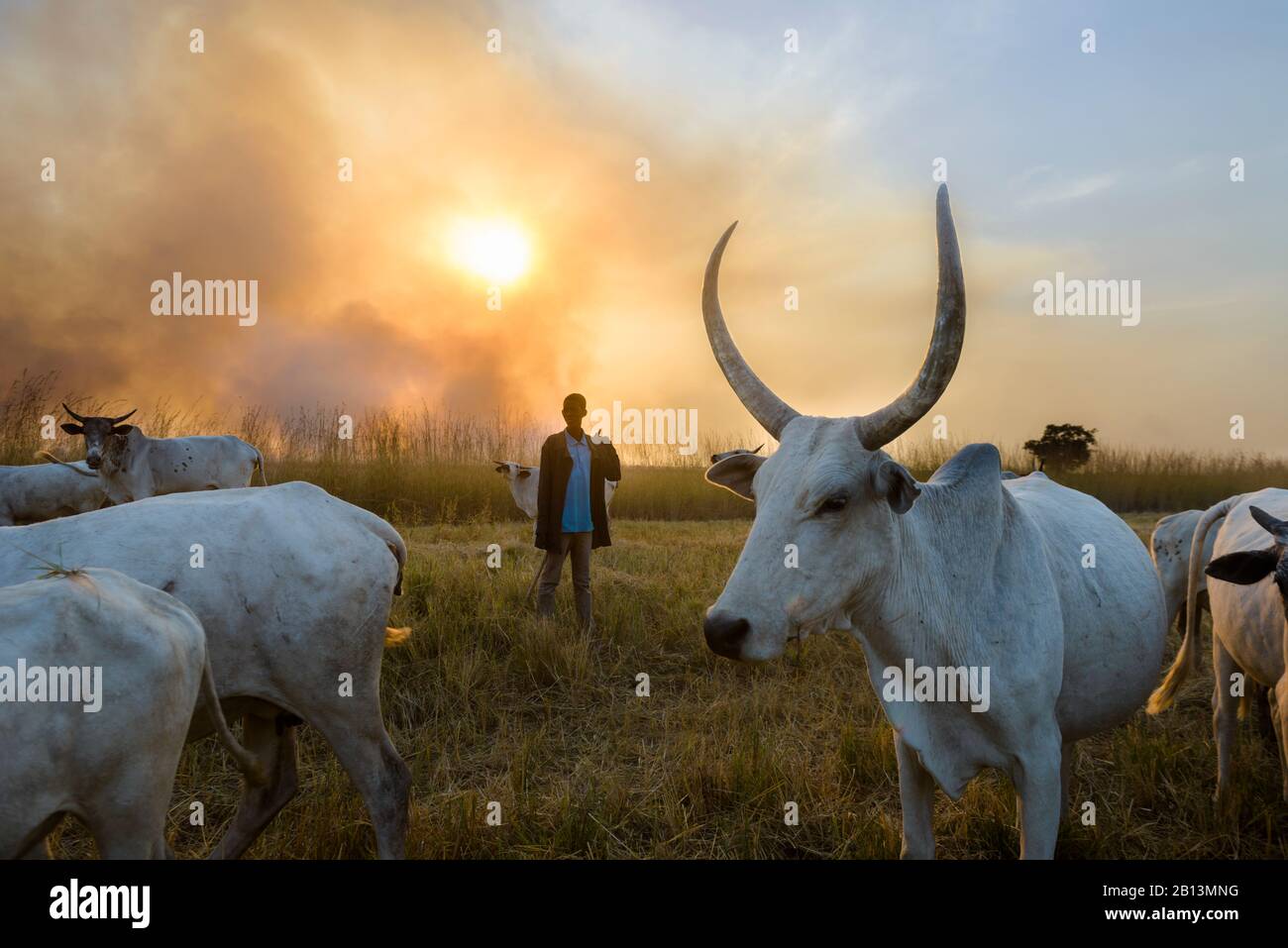 Shepherds of northern Ghana,herding her cattle during a fire,Ghana ...