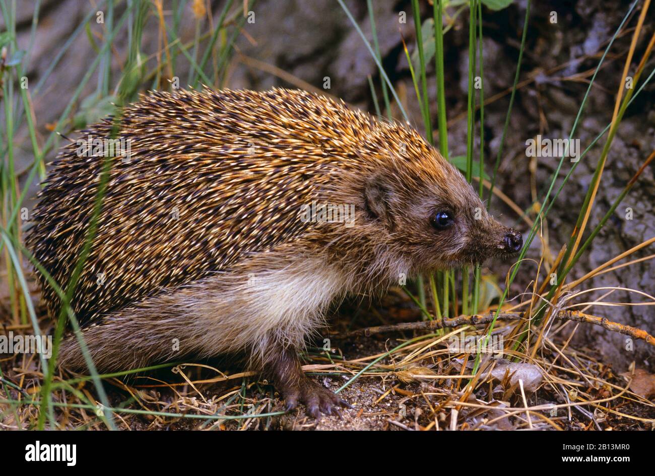 Eastern European Hedgehog