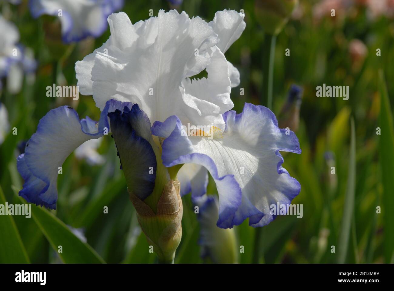Tall bearded iris, Queen's Circle Stock Photo - Alamy