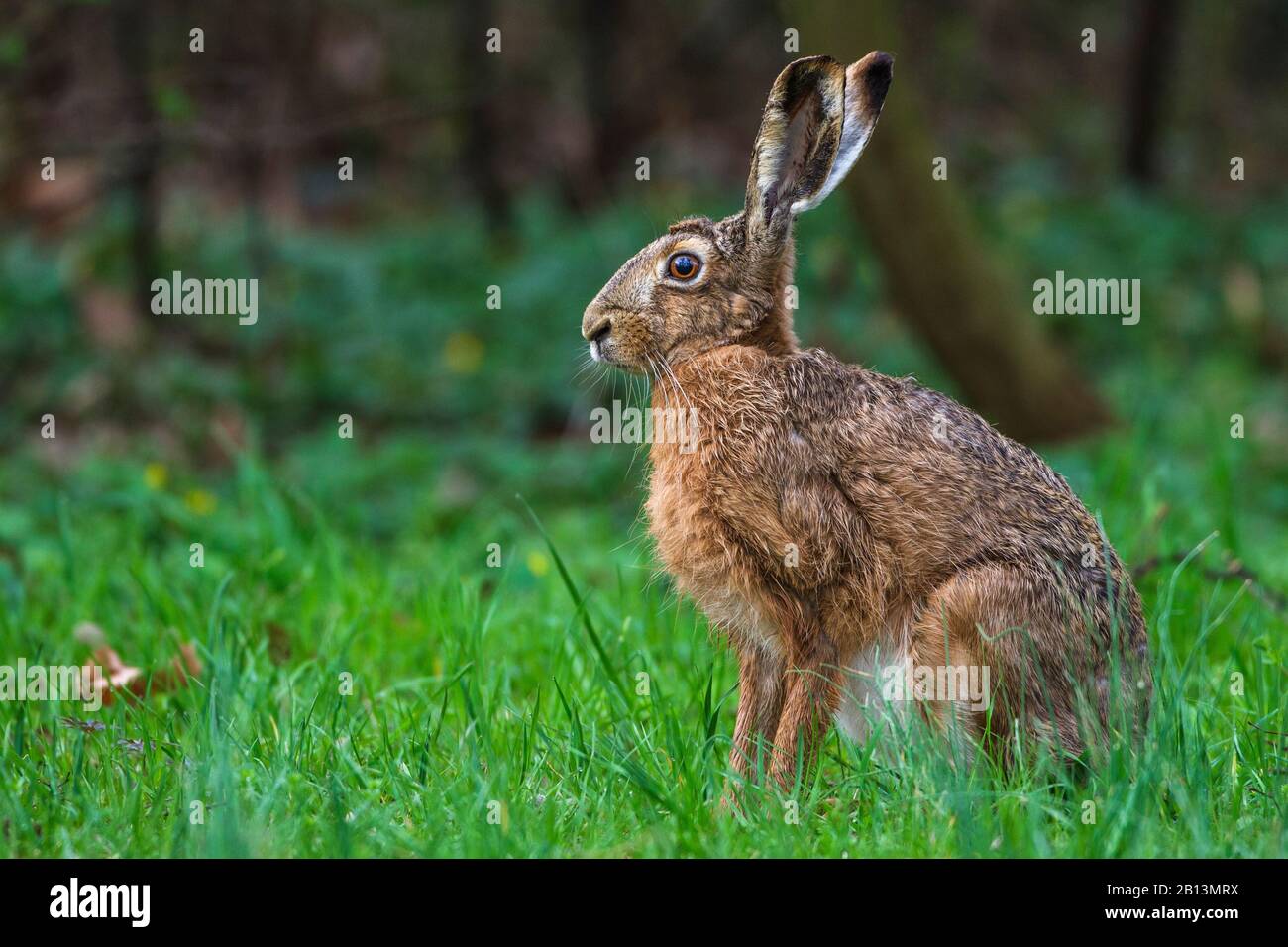European hare, Brown hare (Lepus europaeus), sitting in a meadow, side ...