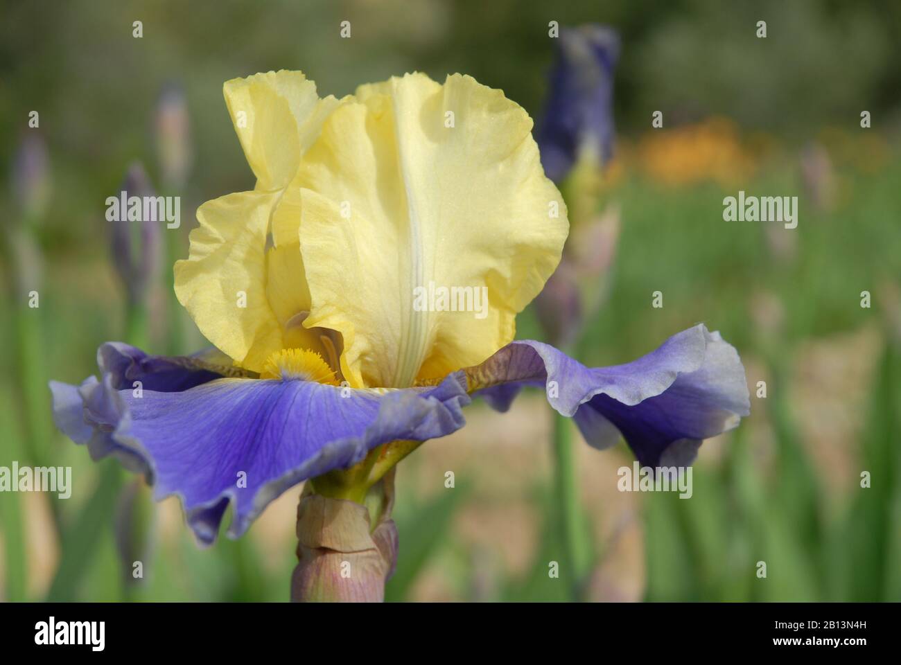 Tall bearded iris, Earth Song Stock Photo - Alamy