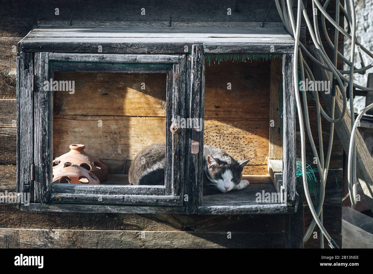 Cute cat sleeping at a hanging box Stock Photo - Alamy