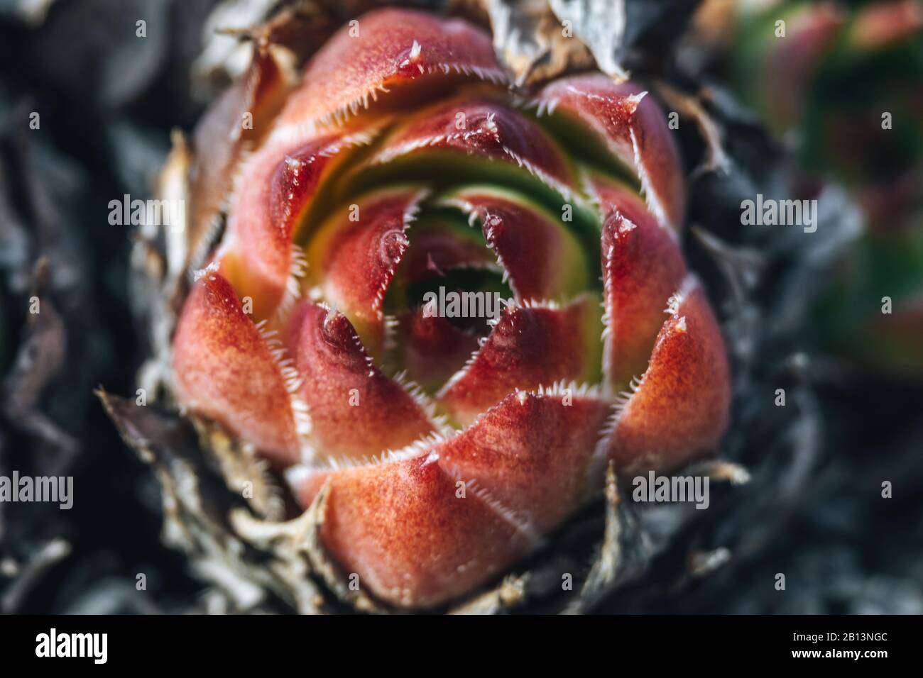 Still life photography of a flower hi-res stock photography and images ...