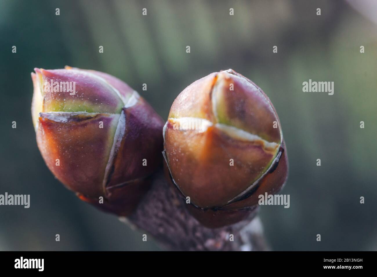 Fruit almond tree still hi-res stock photography and images - Alamy