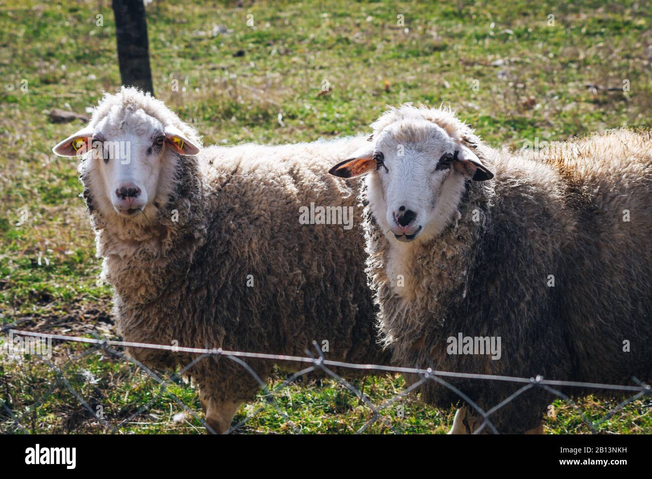 Sheep cow goat grazing on hi-res stock photography and images - Alamy