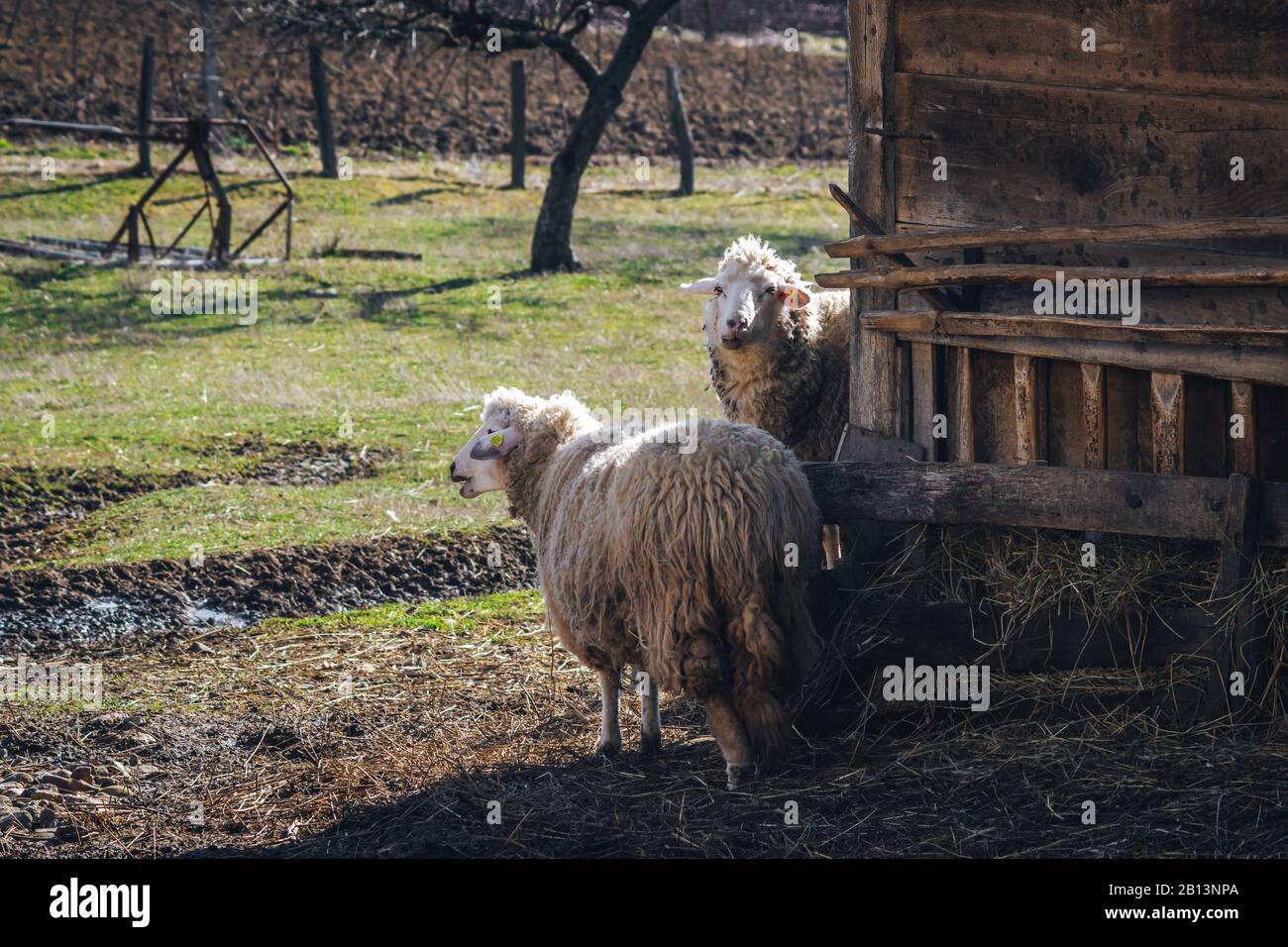 Sheep looking at a camera Stock Photo - Alamy