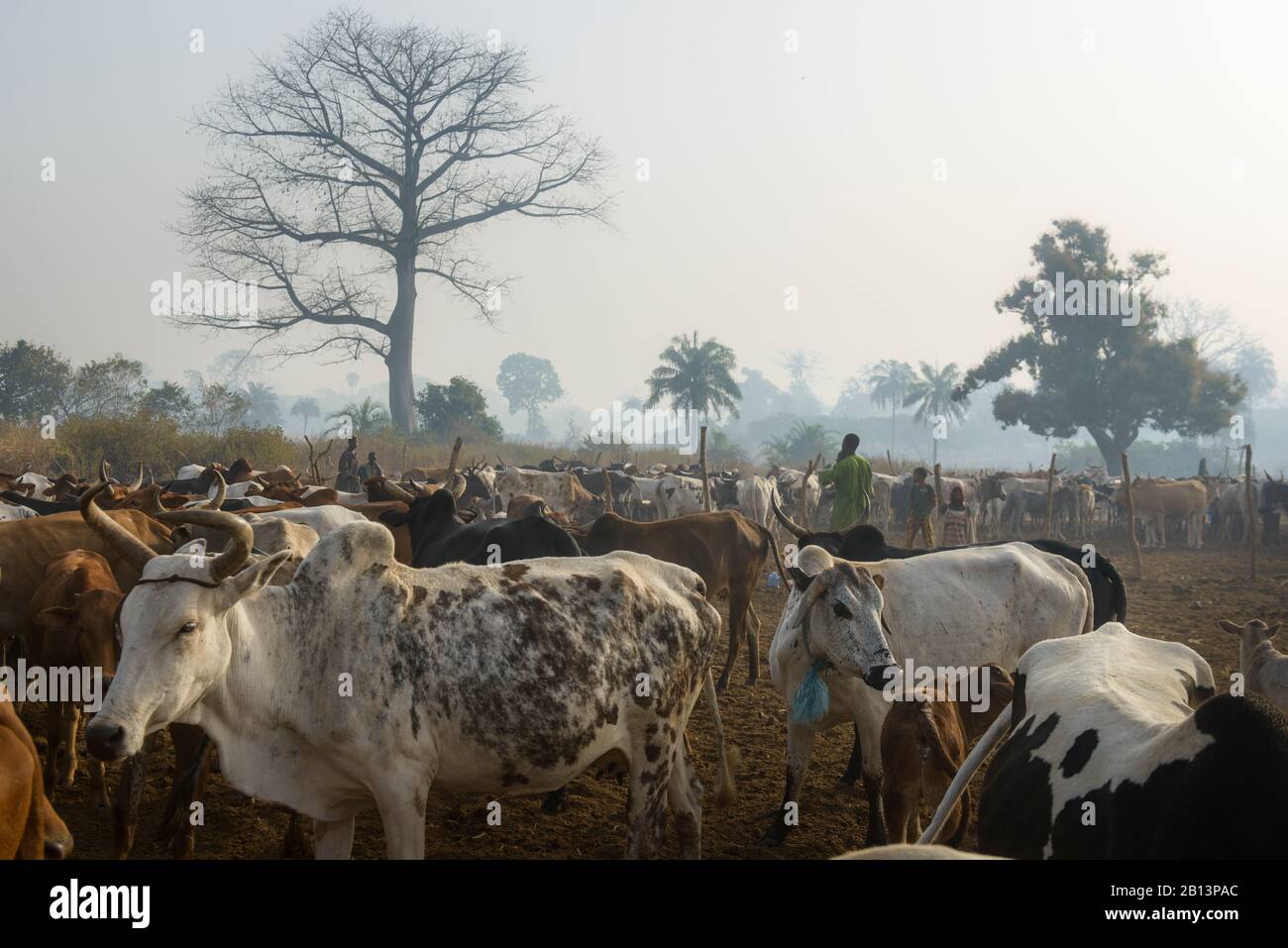 Cattle station hi-res stock photography and images - Alamy