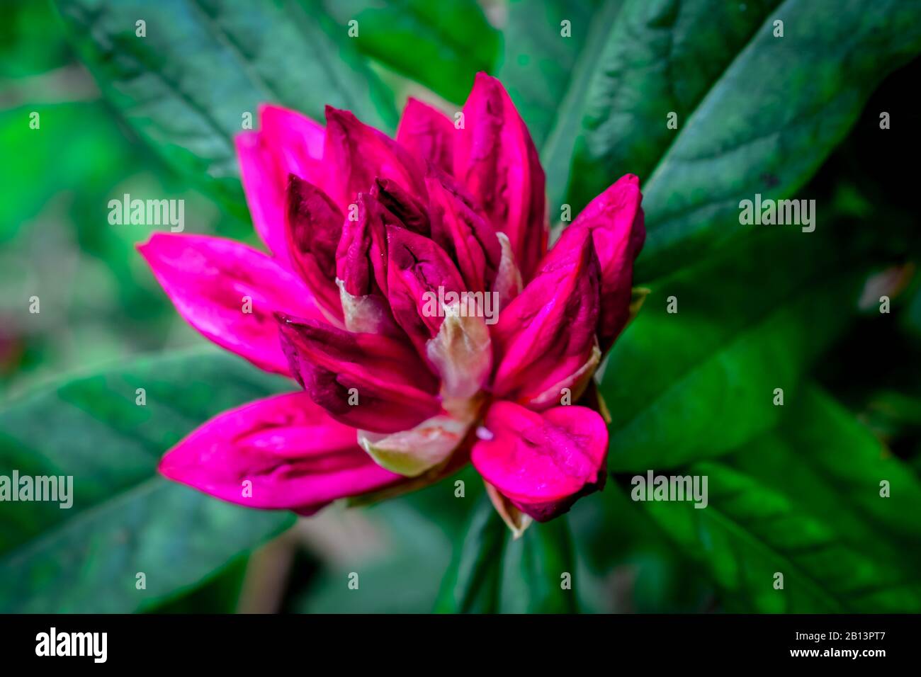 Beautiful pink flowers rhododendron hi-res stock photography and images ...