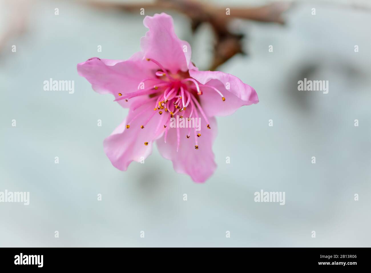 blossom.white pink plum tree branch in bloom Stock Photo - Alamy
