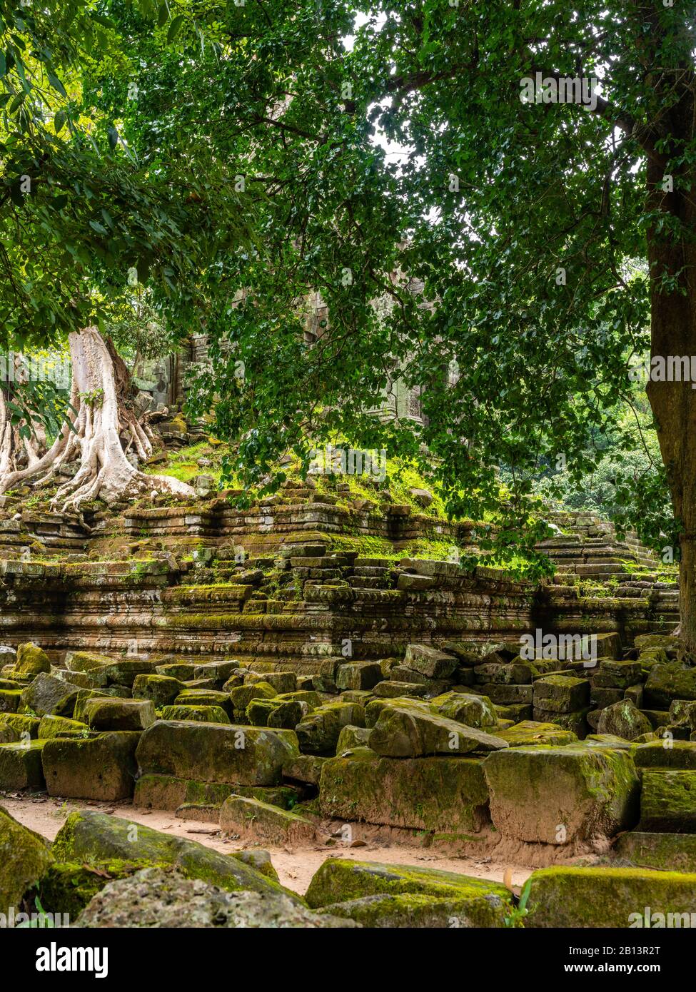 Palila art hi-res stock photography and images - Alamy