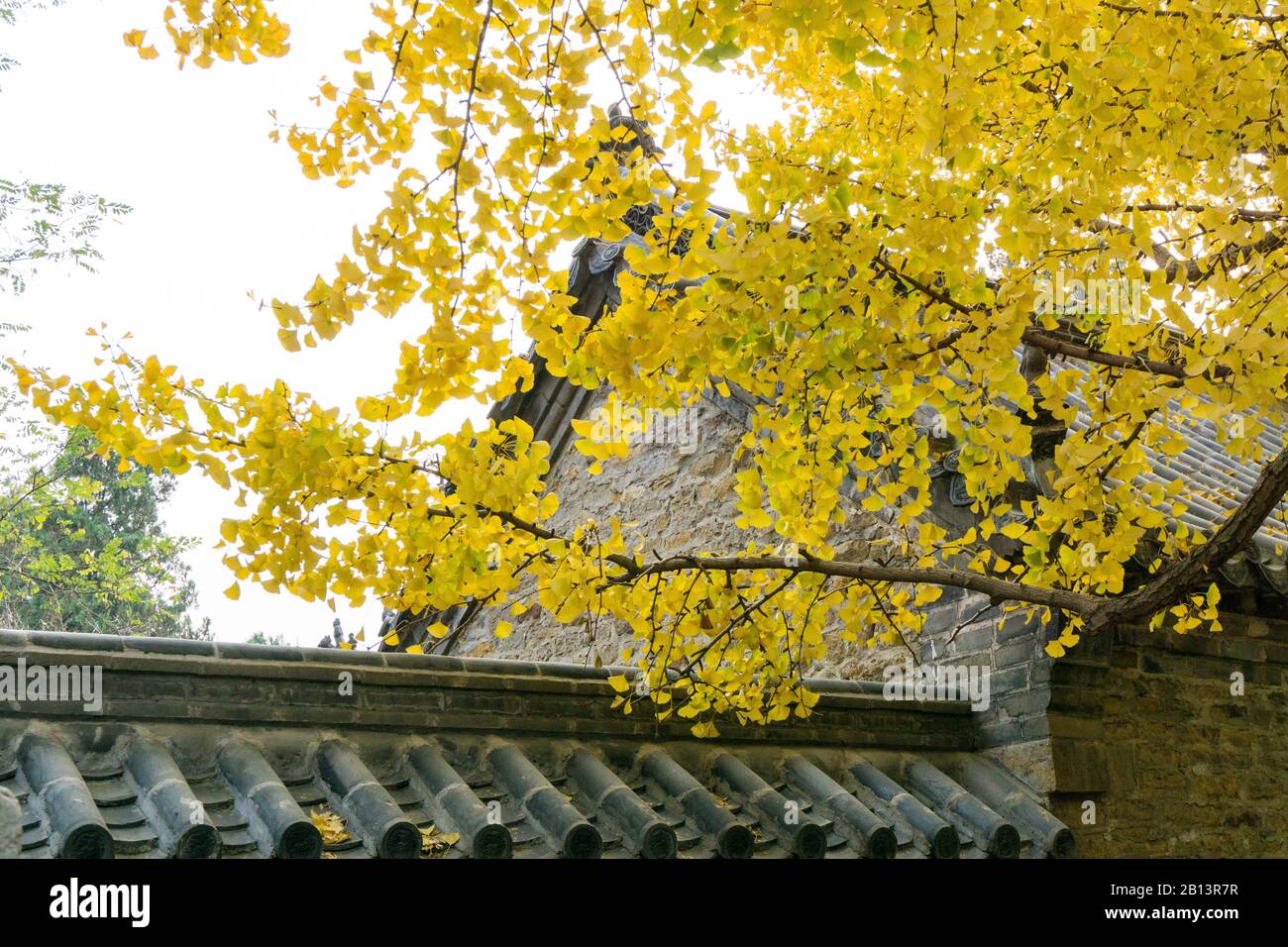 Fulaishan Dinglin Temple 4000-year-old ginkgo tree and ancient temple ...