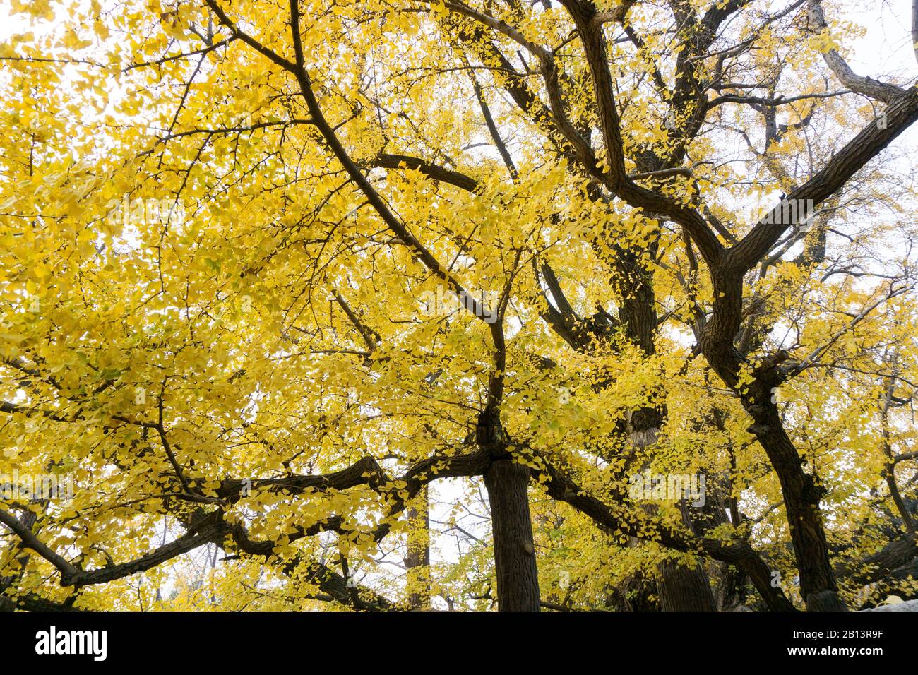 Fulaishan Dinglin Temple 4000-year-old ginkgo tree and ancient temple ...