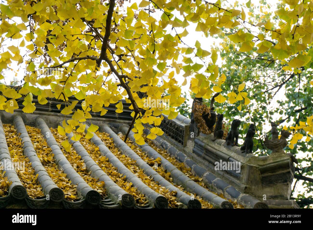 Fulaishan Dinglin Temple 4000-year-old ginkgo tree and ancient temple ...