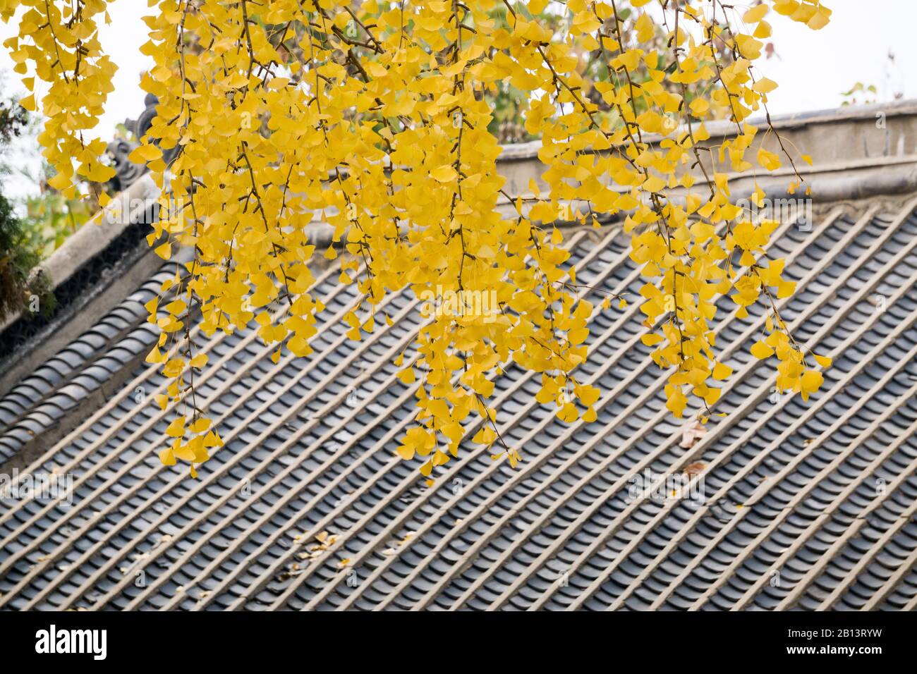 Fulaishan Dinglin Temple 4000-year-old ginkgo tree and ancient temple ...