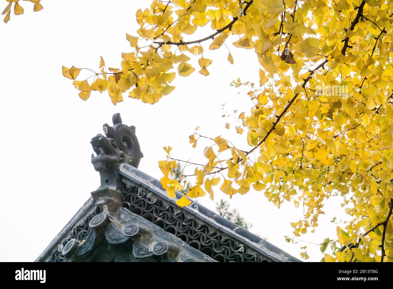 Fulaishan Dinglin Temple 4000-year-old ginkgo tree and ancient temple ...