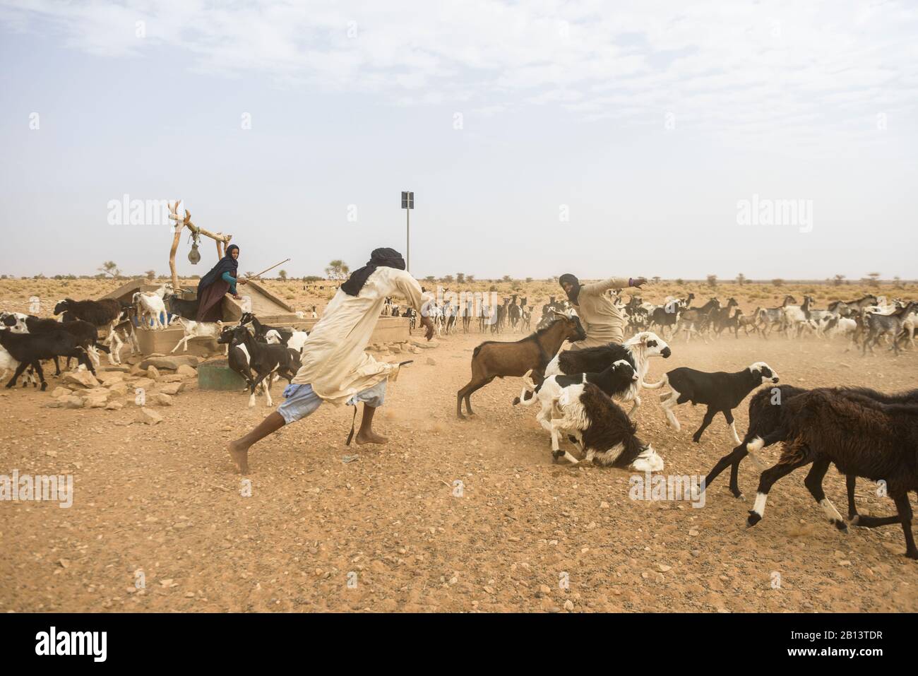 Africa goat herding hi-res stock photography and images - Alamy