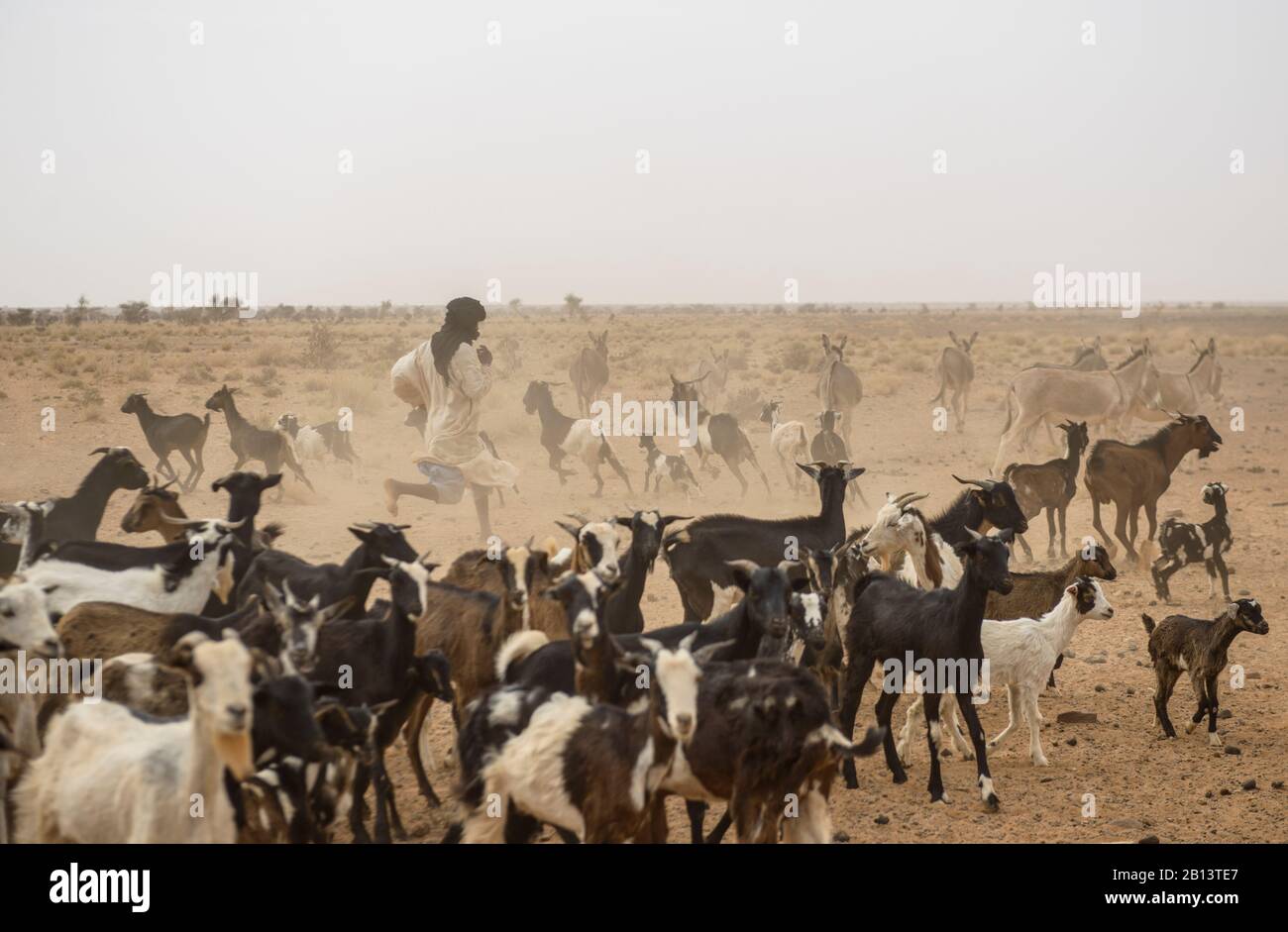Goat herding hi-res stock photography and images - Alamy