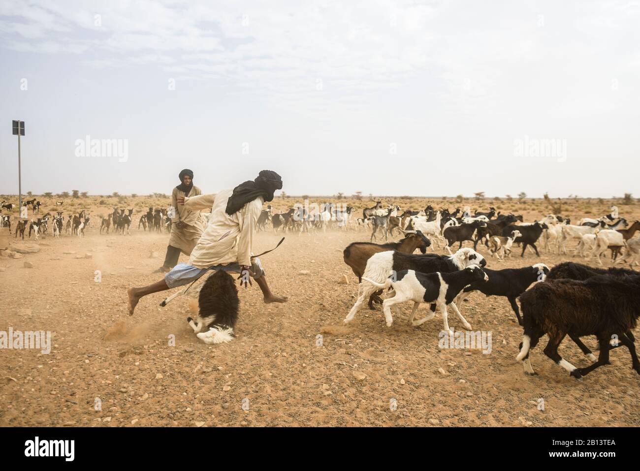 Goat herding hi-res stock photography and images - Alamy