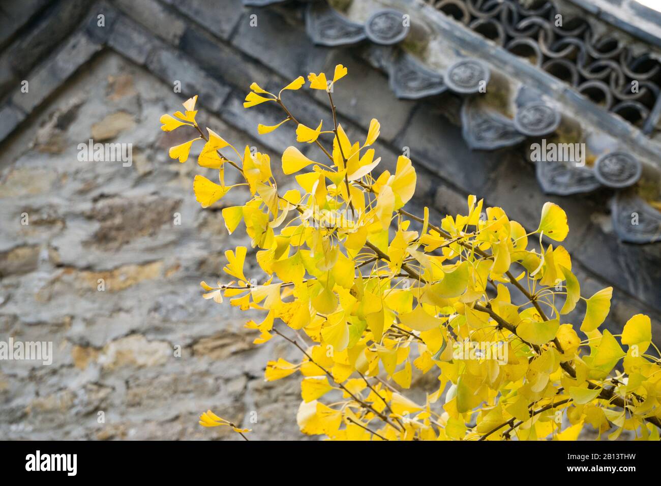 Fulaishan Dinglin Temple 4000-year-old ginkgo tree and ancient temple ...