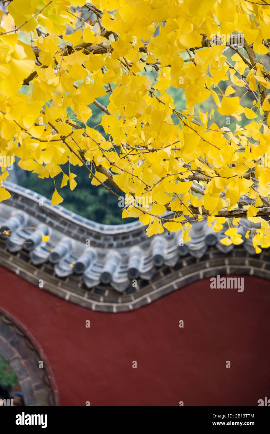 Fulaishan Dinglin Temple 4000-year-old ginkgo tree and ancient temple ...