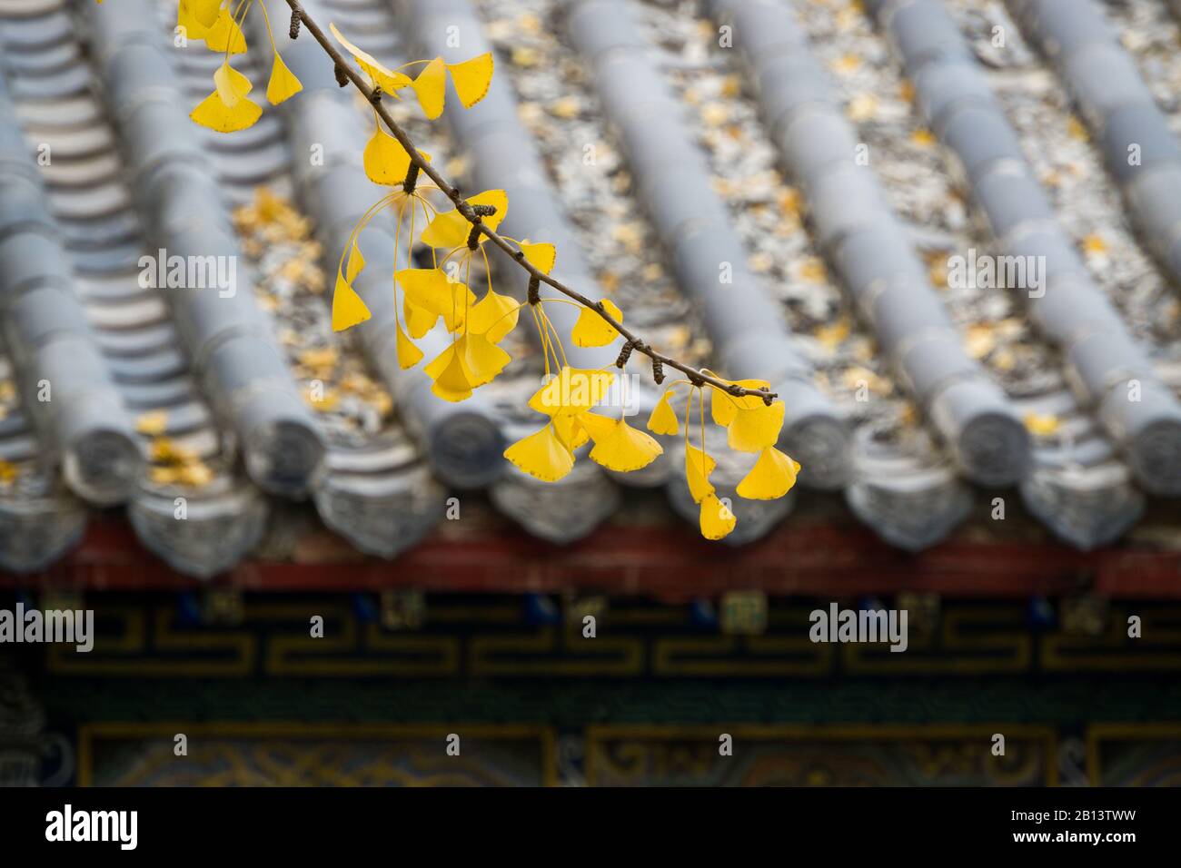 Fulaishan Dinglin Temple 4000-year-old ginkgo tree and ancient temple ...