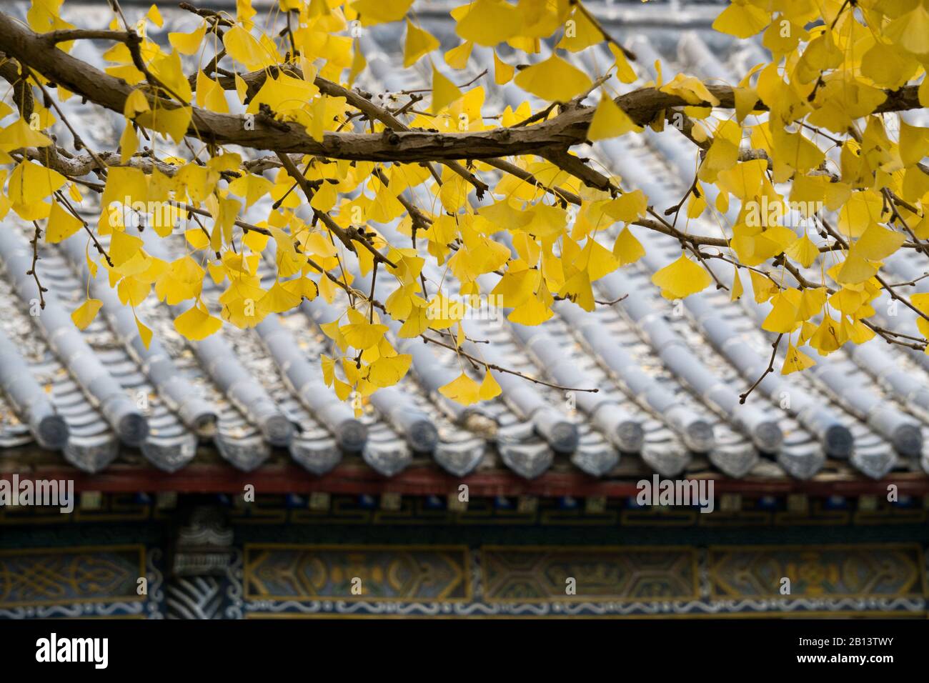 Fulaishan Dinglin Temple 4000-year-old ginkgo tree and ancient temple ...