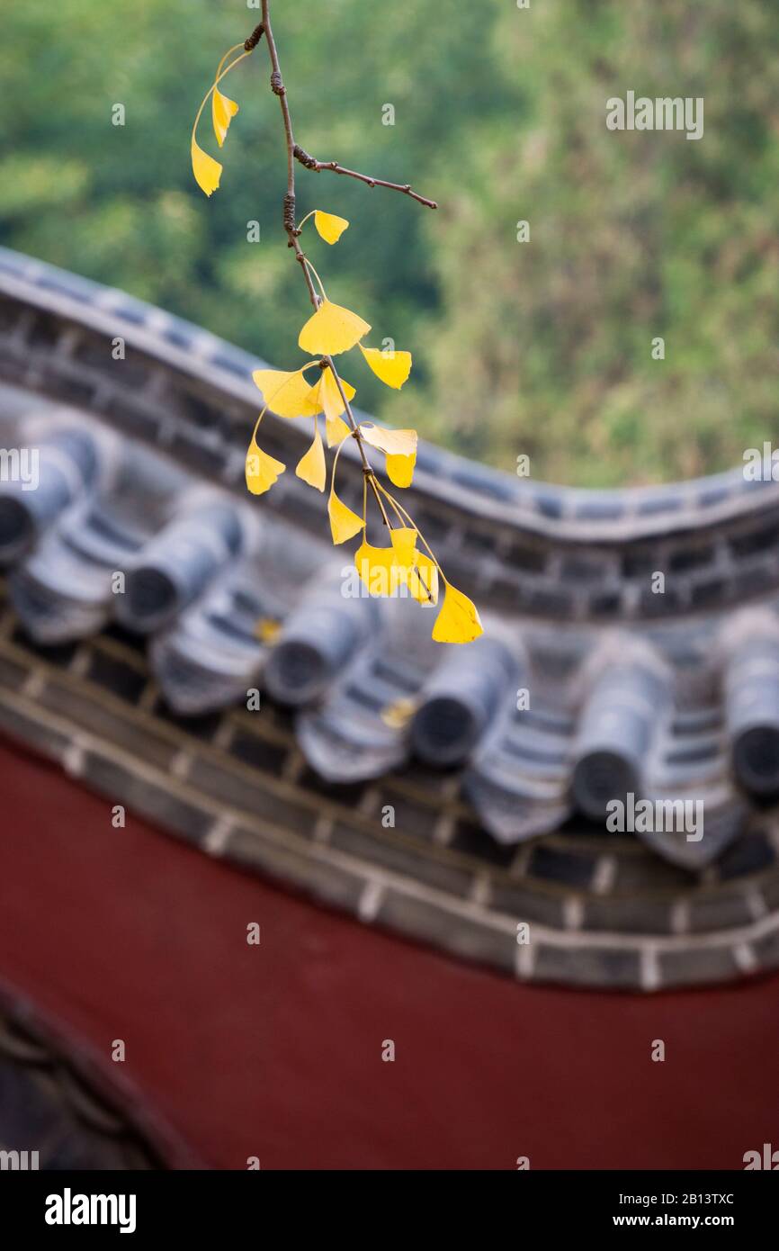 Fulaishan Dinglin Temple 4000-year-old ginkgo tree and ancient temple ...