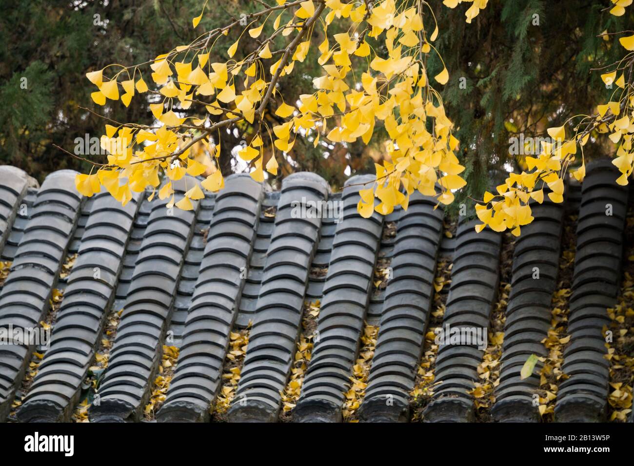 Fulaishan Dinglin Temple 4000-year-old ginkgo tree and ancient temple ...