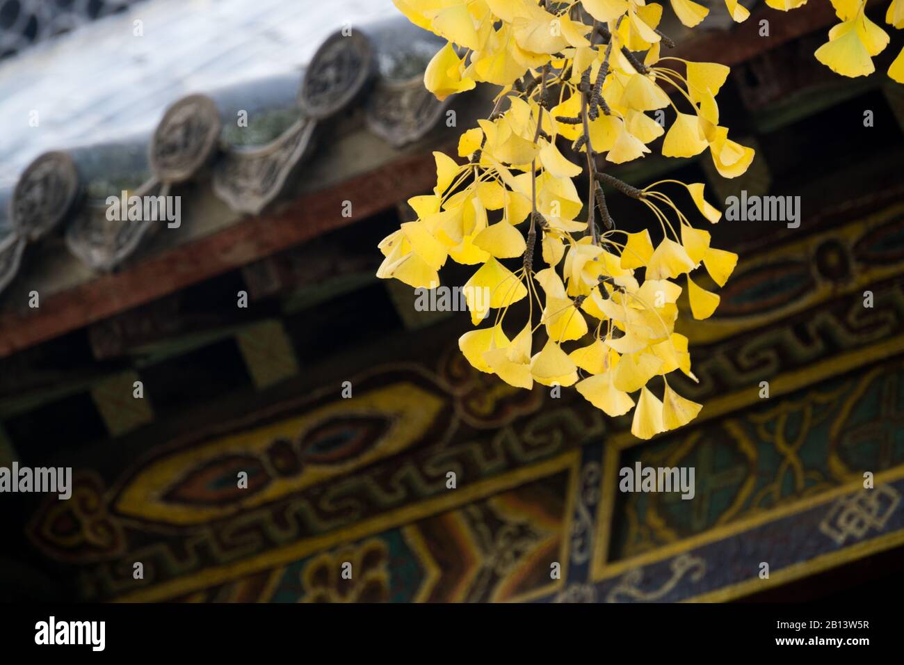 Fulaishan Dinglin Temple 4000-year-old ginkgo tree and ancient temple ...