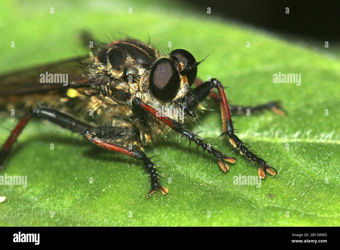 Robberfly proboscis hi-res stock photography and images - Alamy
