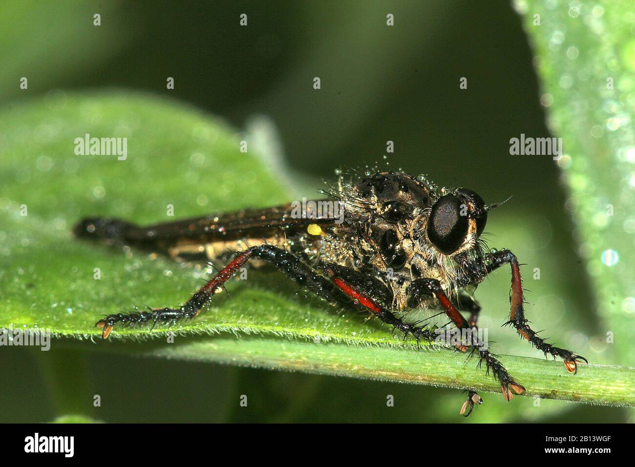 Robber fly (Neoitamus melanopogon Stock Photo - Alamy