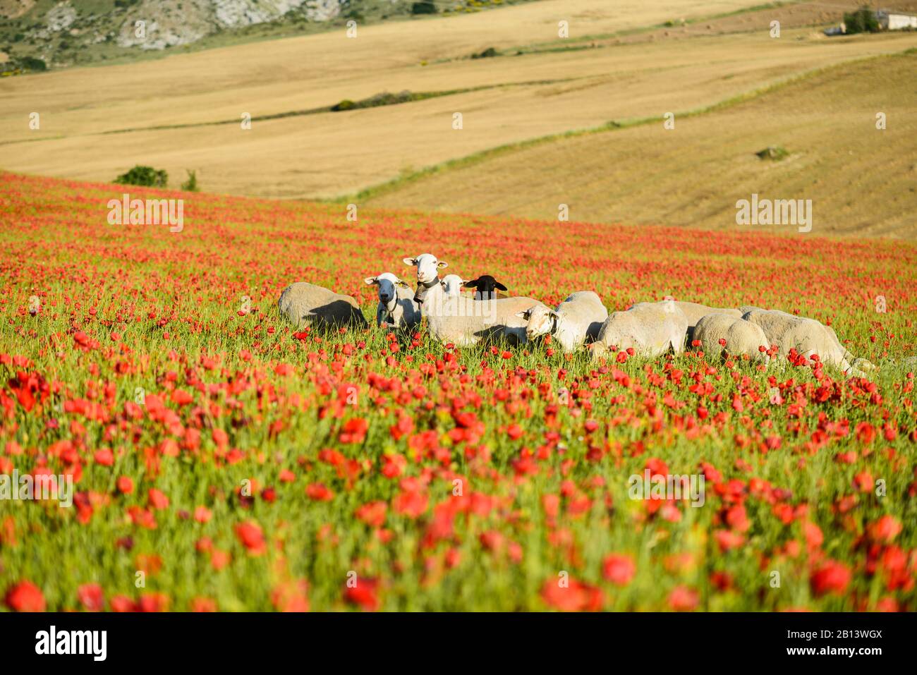 Rural andalucia hi-res stock photography and images - Alamy