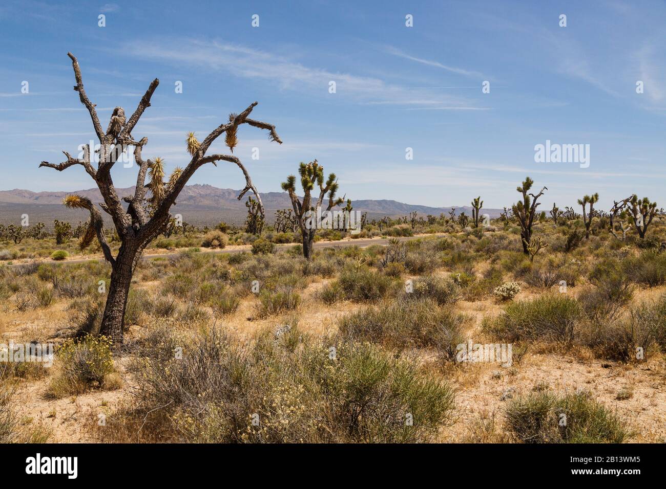 Joshua Trees in the Mojave Desert,Mojave National Preserve,San ...