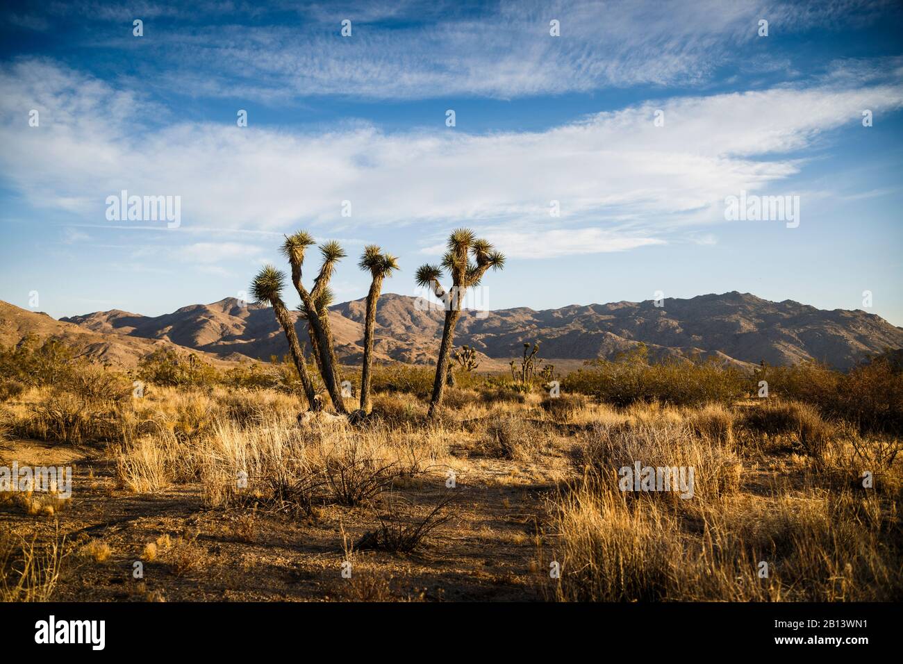 Joshua Tree National Park,Mojave Desert,California,USA Stock Photo - Alamy