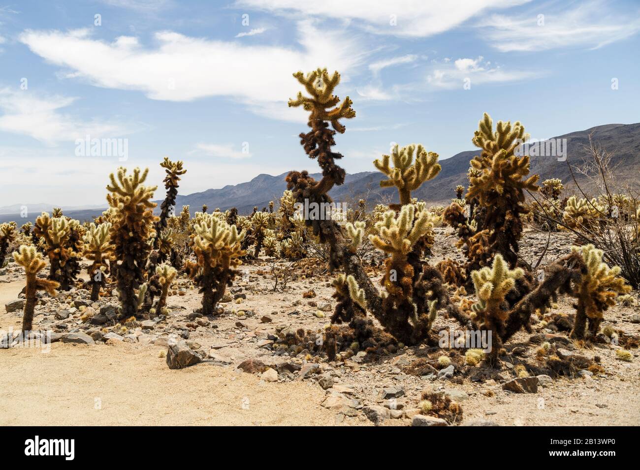Cholla Cactus Garden in Joshua Tree National Park,Mojave Desert ...