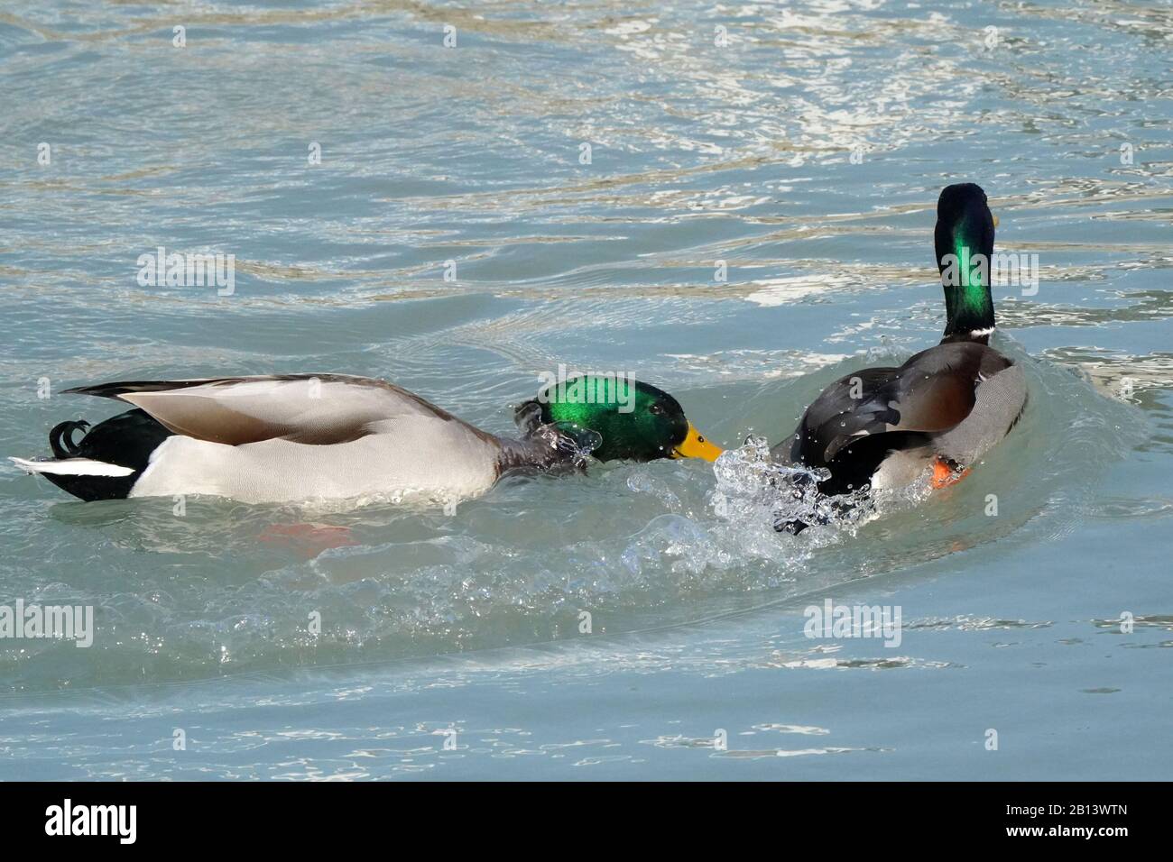 Mallard ducks at Lake Ontario Stock Photo - Alamy