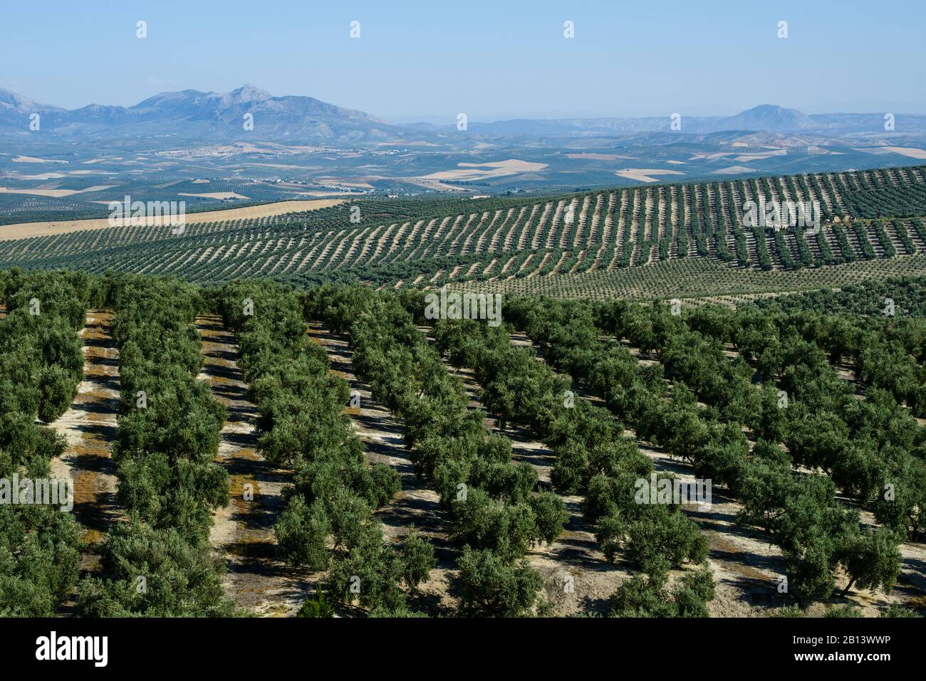 World olive tree day hi-res stock photography and images - Alamy