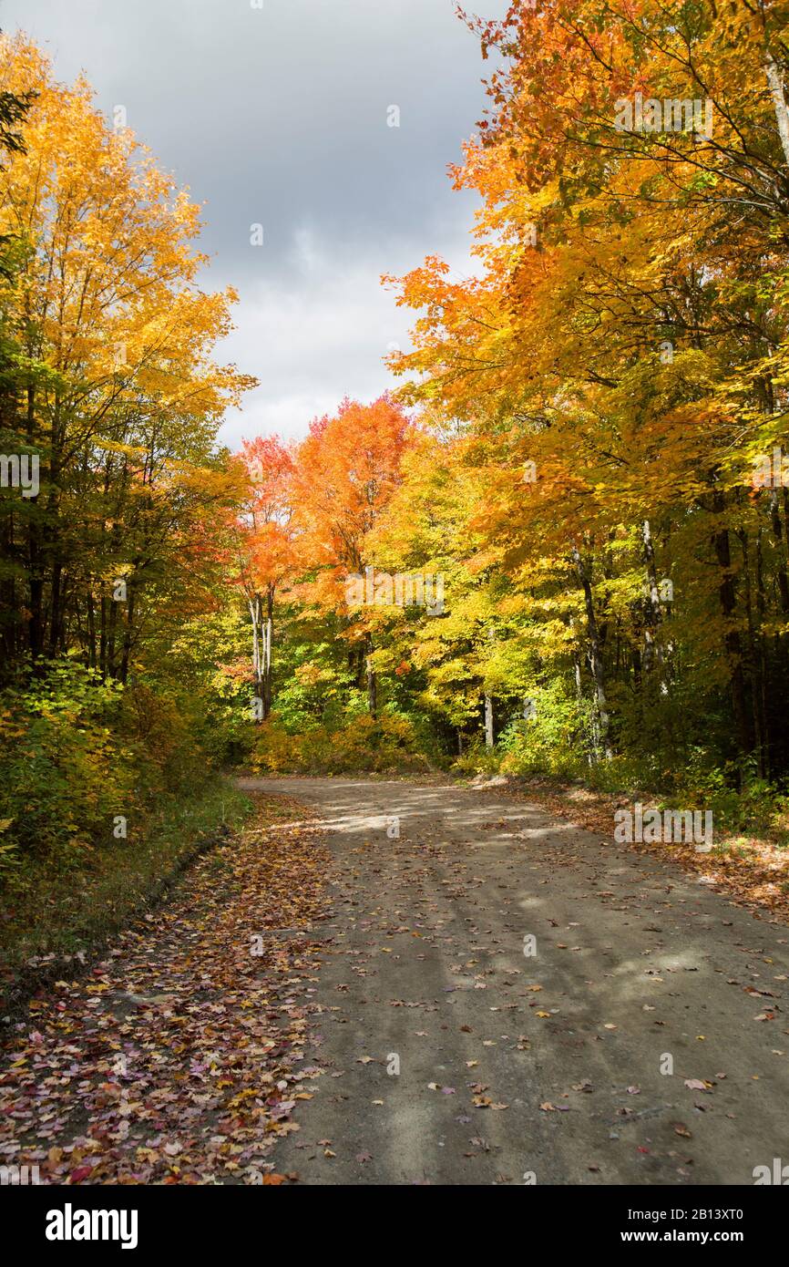 Canadian maple trees hi-res stock photography and images - Alamy