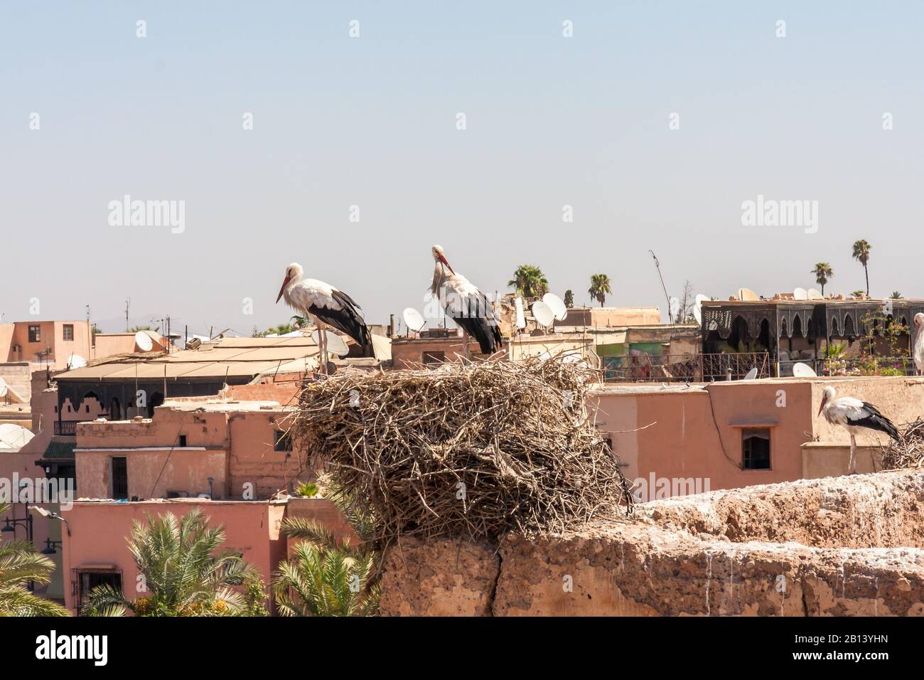 White storks morocco hi-res stock photography and images - Alamy