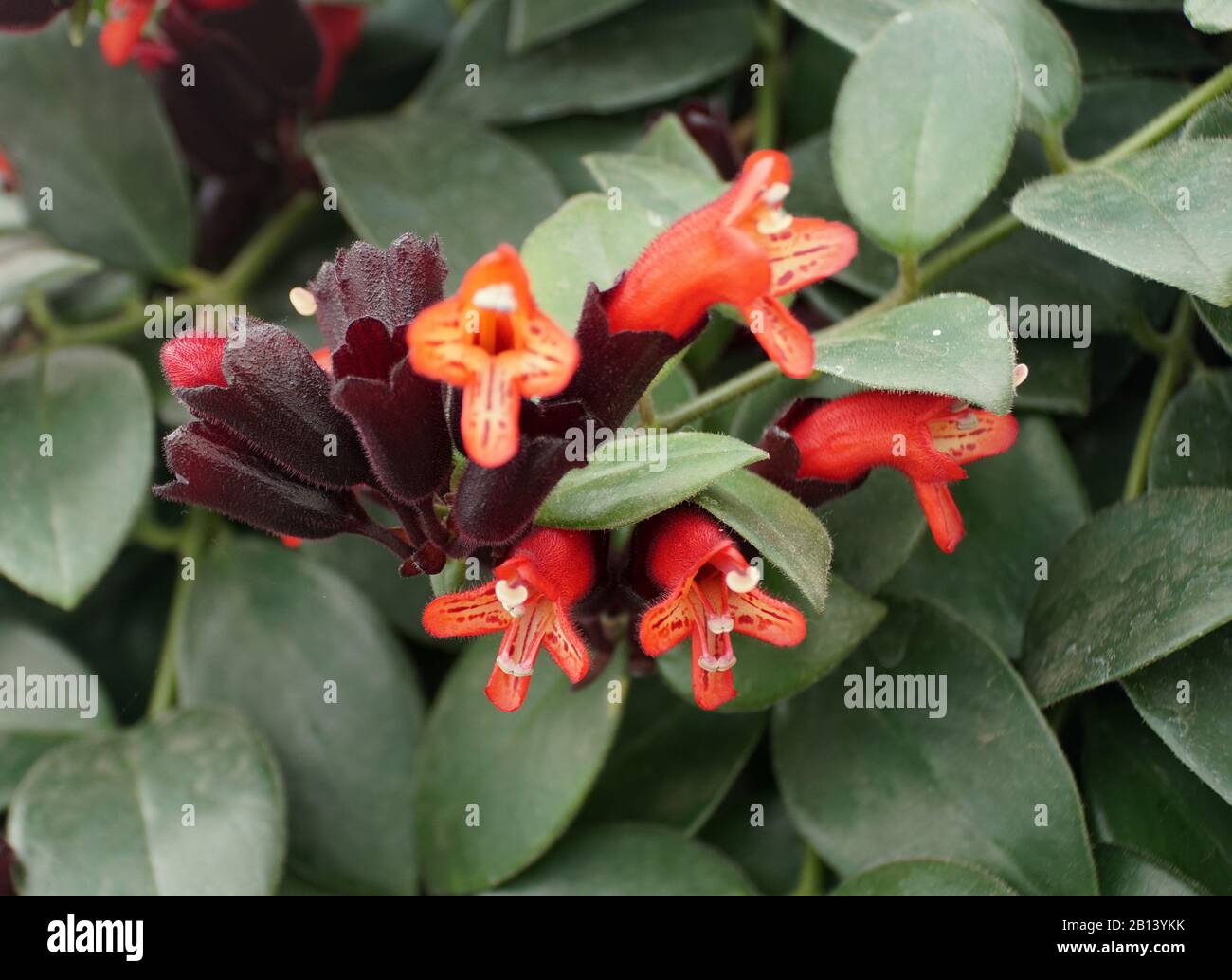 Lisa green hi-res stock photography and images - Alamy