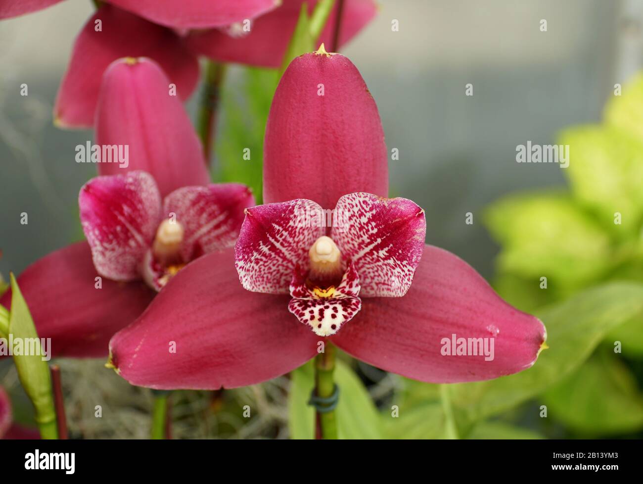 Lycaste hi-res stock photography and images - Alamy