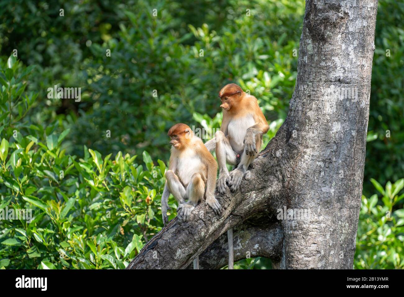 Wild Proboscis monkey or Nasalis larvatus, in the rainforest of island ...
