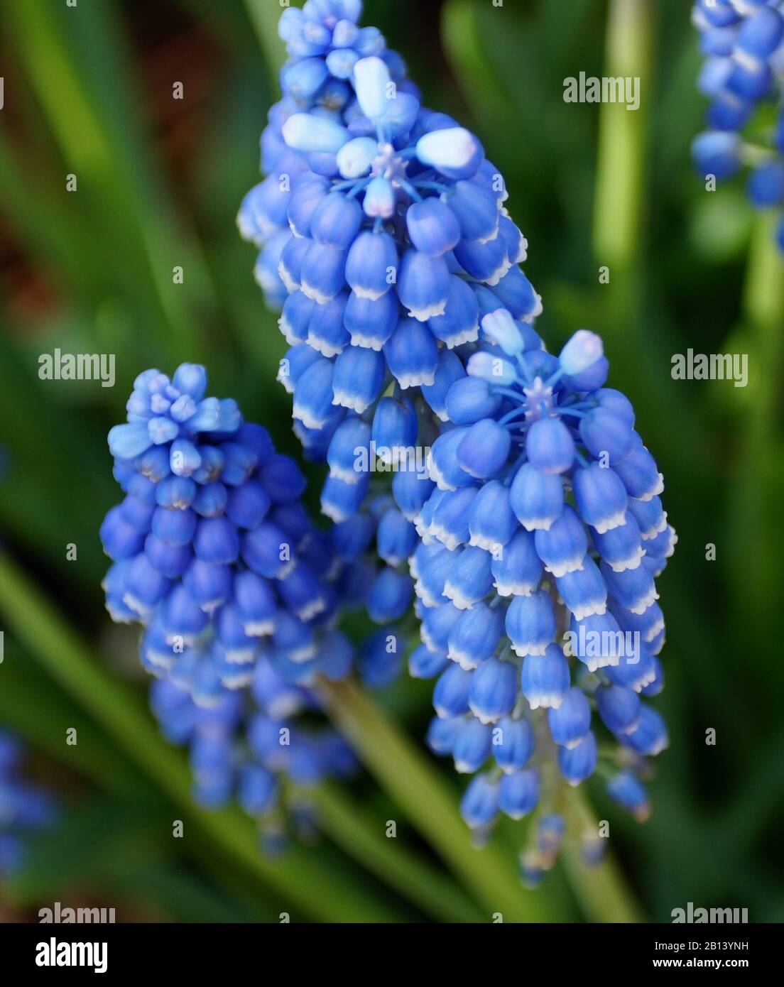 Close up of blue grape hyacinth flowers blooming in early Spring Stock ...