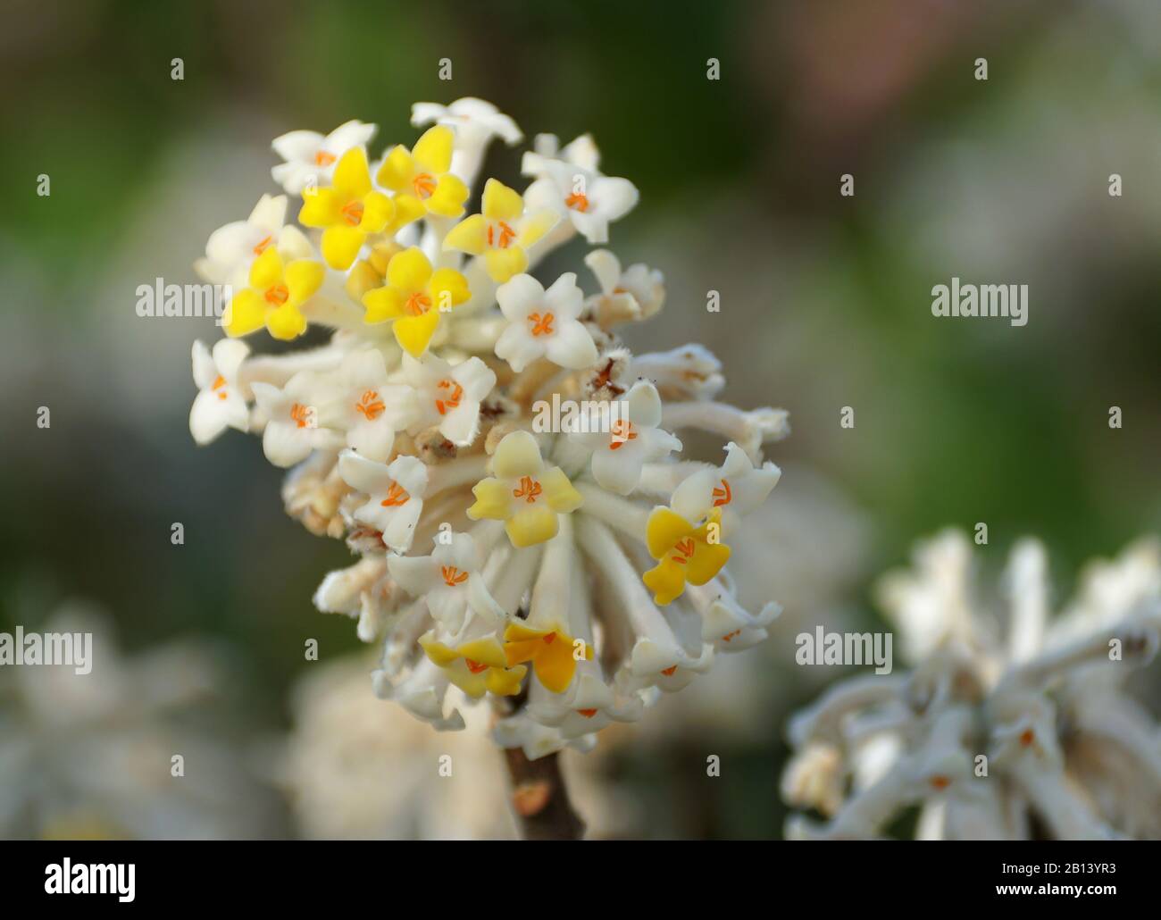 Paper bush flowers hi-res stock photography and images - Alamy