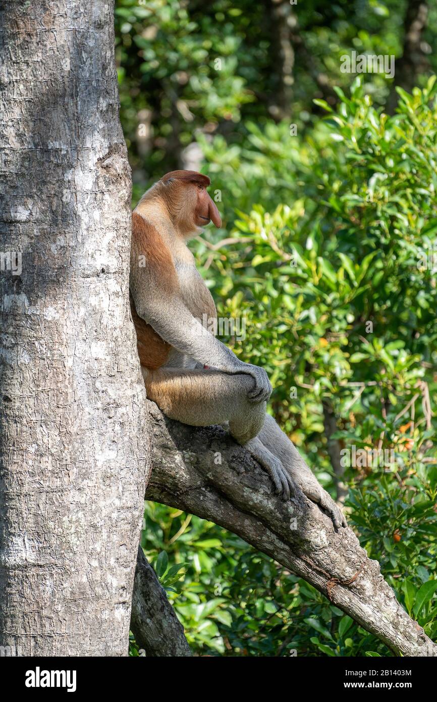 Wild Proboscis monkey or Nasalis larvatus, in the rainforest of island ...