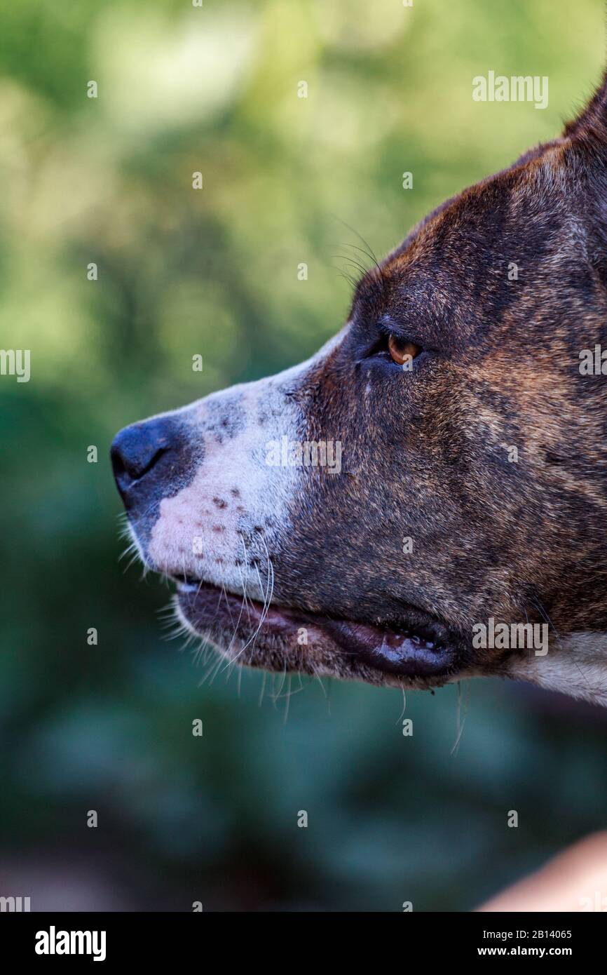 Muzzle of a large evil guard dog with large teeth close-up. The open ...