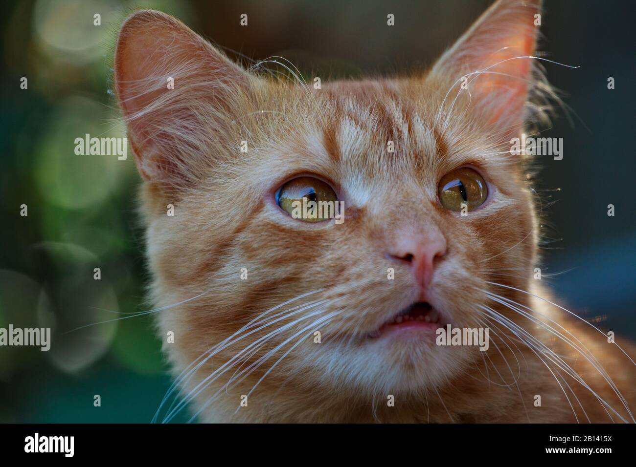 A large red cat looks into the camera from above with yellow eyes ...