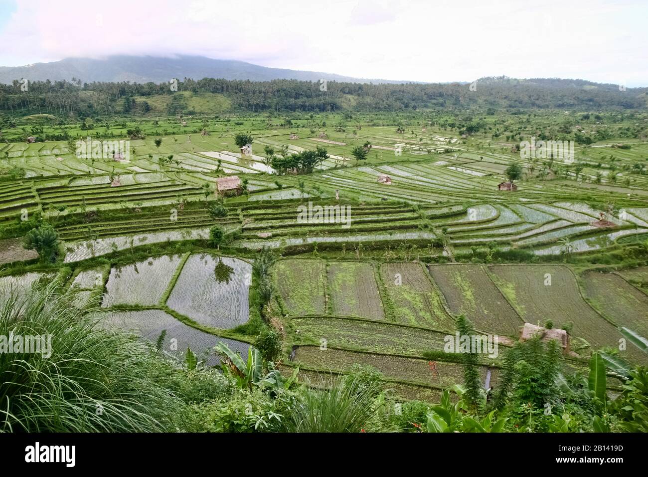 Rice fields, Bali, Indonesia Stock Photo - Alamy